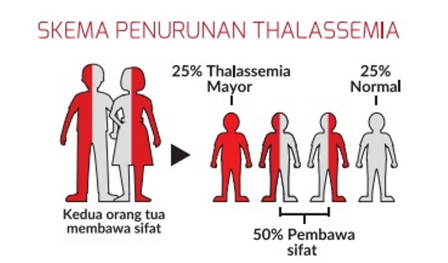 Ini Pentingnya Kamu Ketahui Punya Thalasemia Minor Atau Tidak
