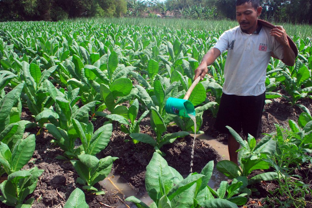 Pupuk Bersubsidi Langka, Petani Tembakau Menjerit Pupuk Bersubsidi Langka, Petani Tembakau Menjerit