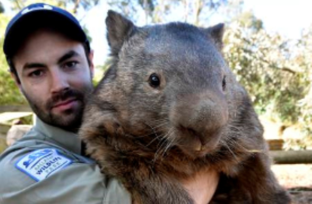 Patrick, Wombat Terbesar di Dunia Jadi Selebritis