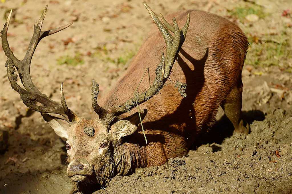 Populasi Rusa Merah di London Terus Berkurang