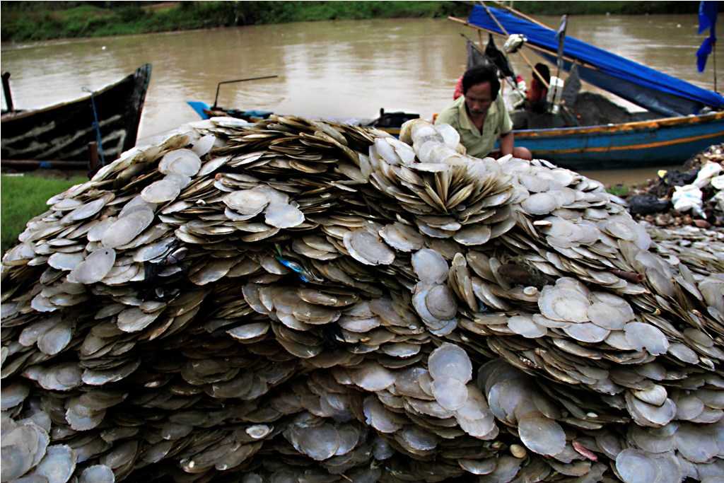 Satu Keluarga Tewas Keracunan Kerang Simping di Sidoarjo