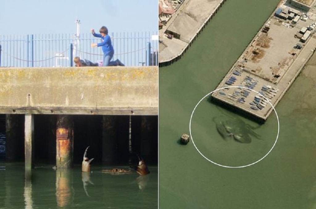 Kepiting Raksasa Crabzilla Muncul Lagi!