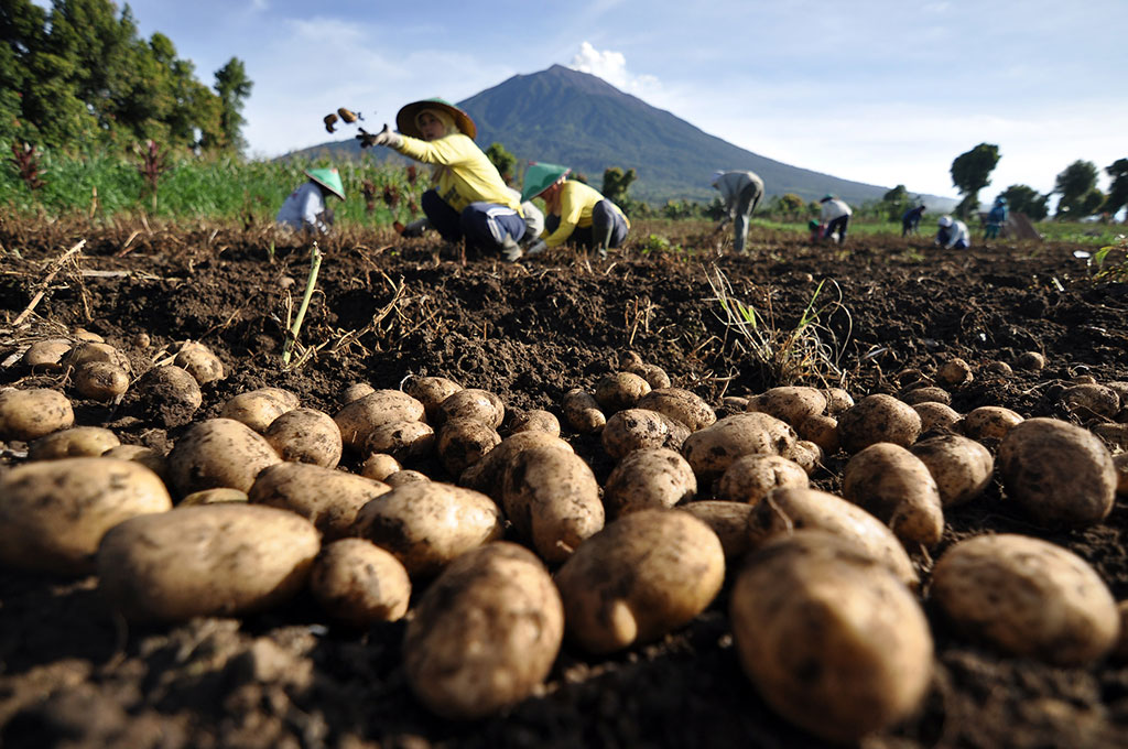 Produksi Kentang Turun, Petani Mengeluh