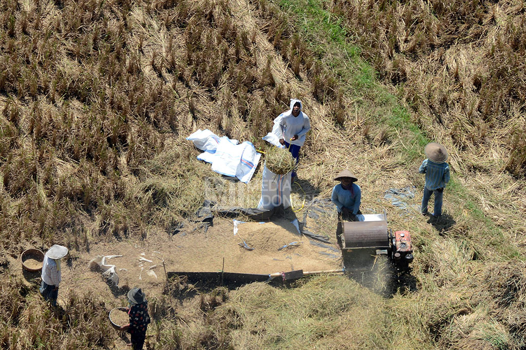 Bulog Kalah Bersaing dengan Tengkulak