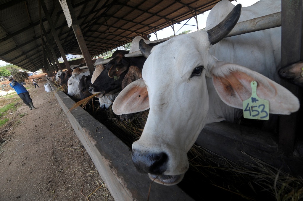 Kementan Tak Masalah Impor Daging Sapi Asal India