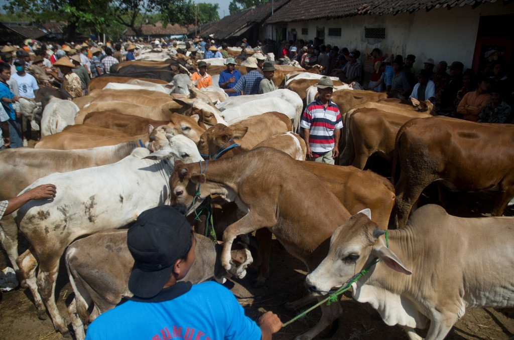 September, Tahap Awal Pengiriman Sapi dari NTT ke Jakarta