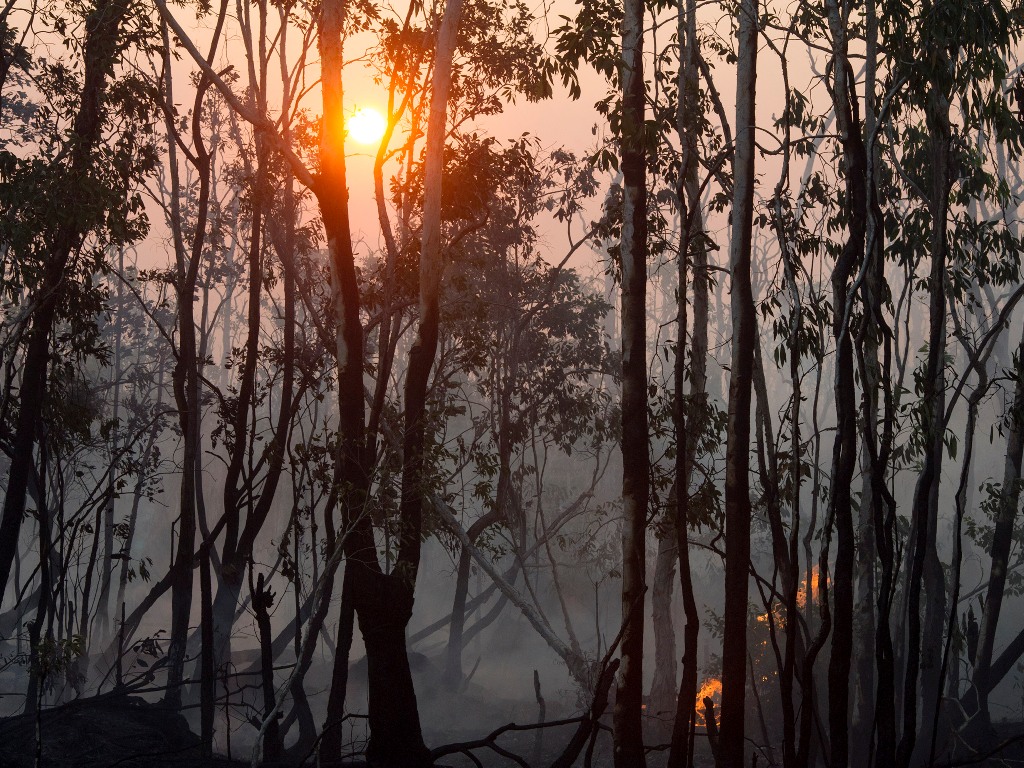 Kawasan Lindung di Bangka Belitung Dilalap Api