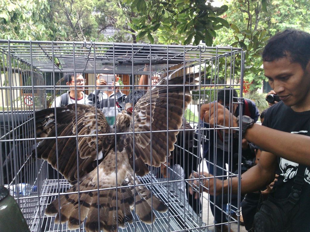 Banyak Warga Tak Tahu Hewan Langka Dilarang Dipelihara
