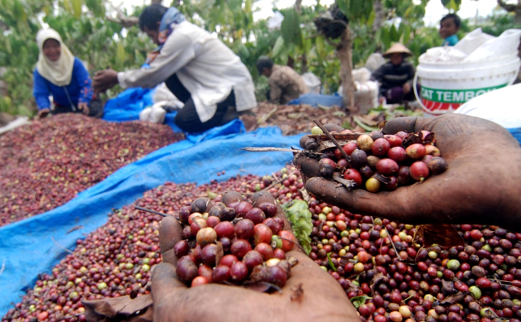 Pentingnya Sertifikat yang Menjamin Kehidupan Petani Kopi