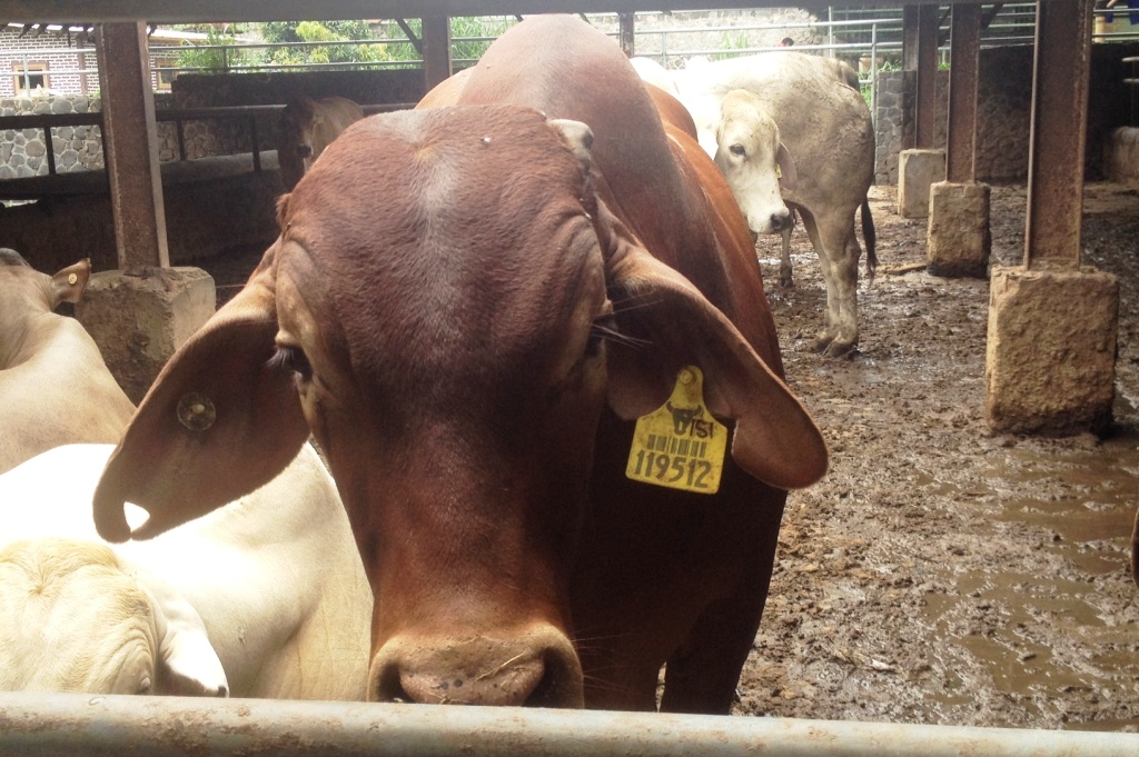 Akibat Pajak Daging Sapi, Kegiatan di RPH Menurun