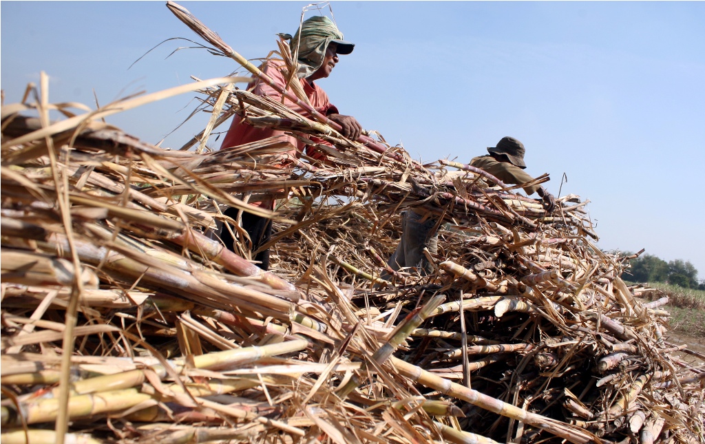 Petani Tebu Putus Asa Akibat Harga Gula Fluktuatif