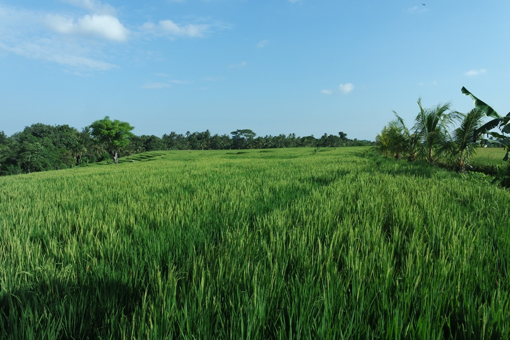 Wisata Susur Sawah Desa Ekologis Nyambu