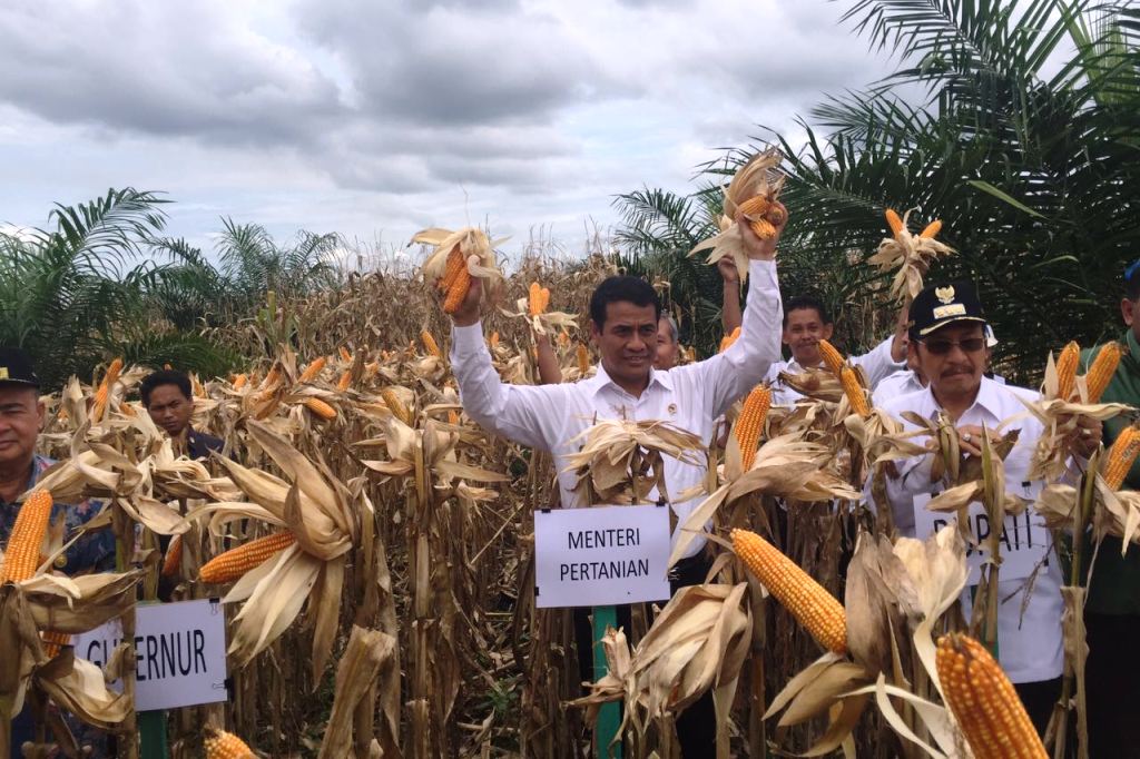 Program Integrasi Tanaman Jagung dan Kelapa Sawit Dimulai Tahun Ini