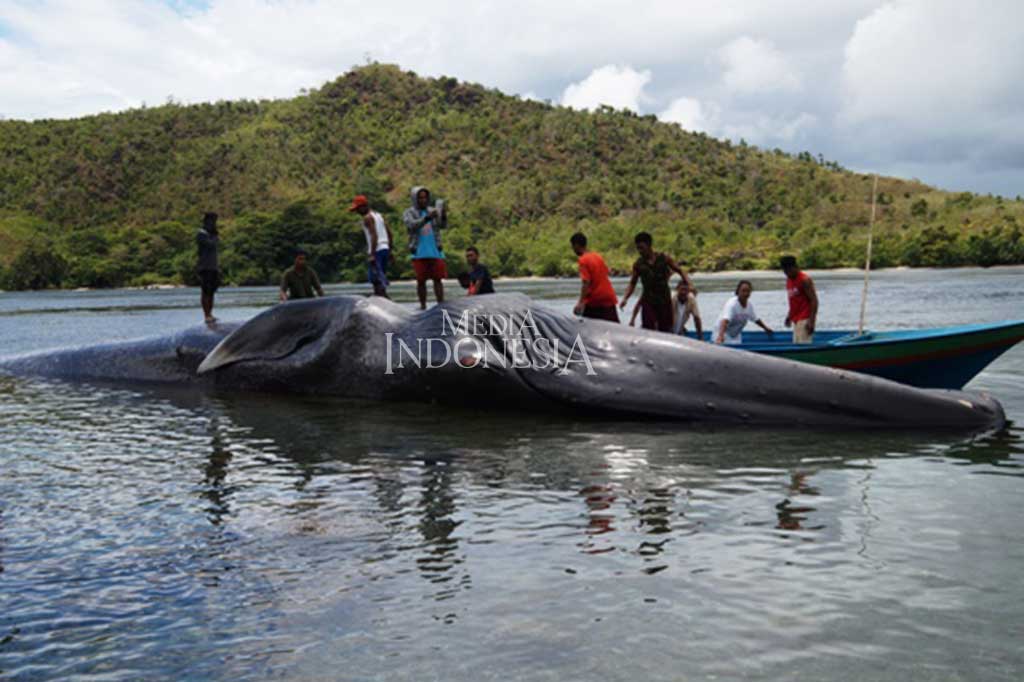 Paus Raksasa Kembali Terdampar di Pulau Seram