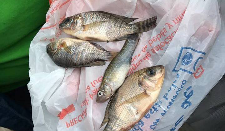Fenomena Hujan Ikan Terjadi di Meksiko - Medcom.id Fenomena Hujan Ikan Terjadi di Meksiko - Medcom.id