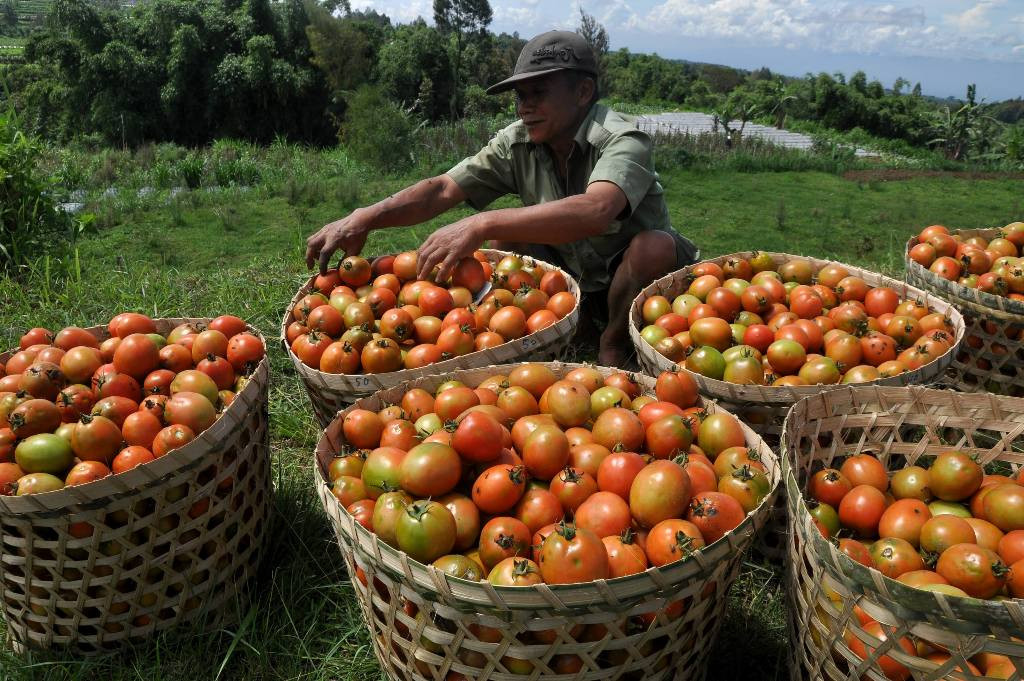 Dinas Pertanian Yogya Sertifikasi Produk Pertanian