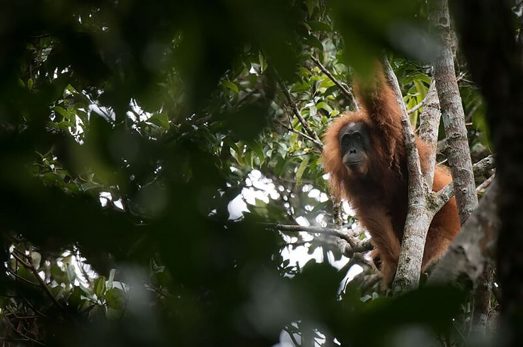 Spesies Baru Orangutan di Tapanuli Terancam Punah