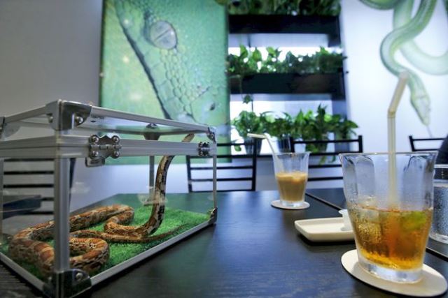Makan Bersama Ular di Sebuah Kafe di Jepang