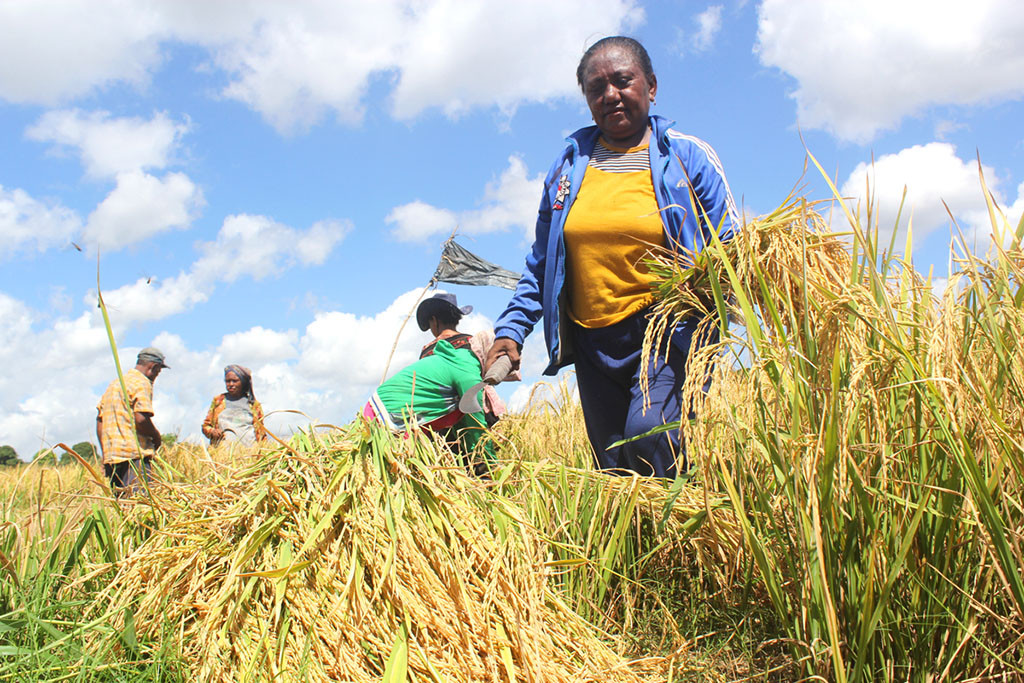 Mahasiswa UMM Ciptakan Pengayak Padi Ramah Lingkungan