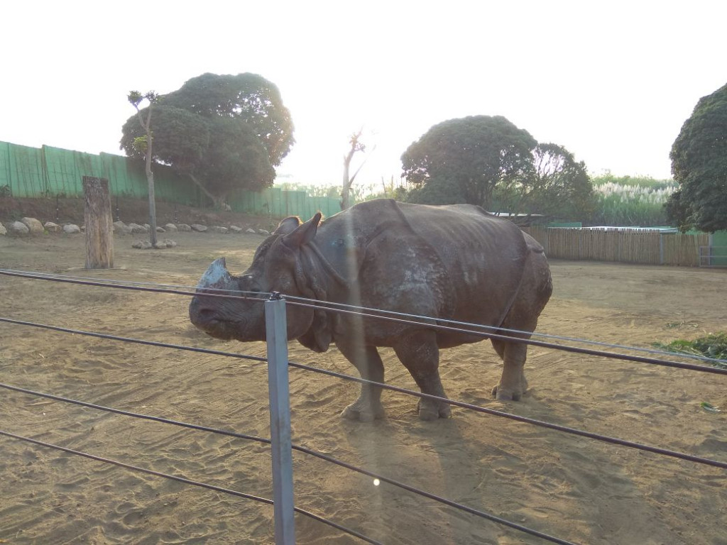 Malang Punya Spesies Badak Terbesar di Dunia