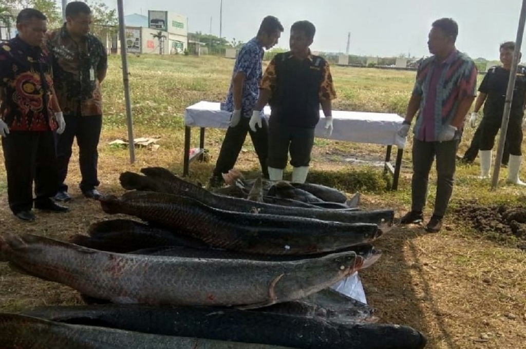 45 Ikan Predator Dimusnahkan