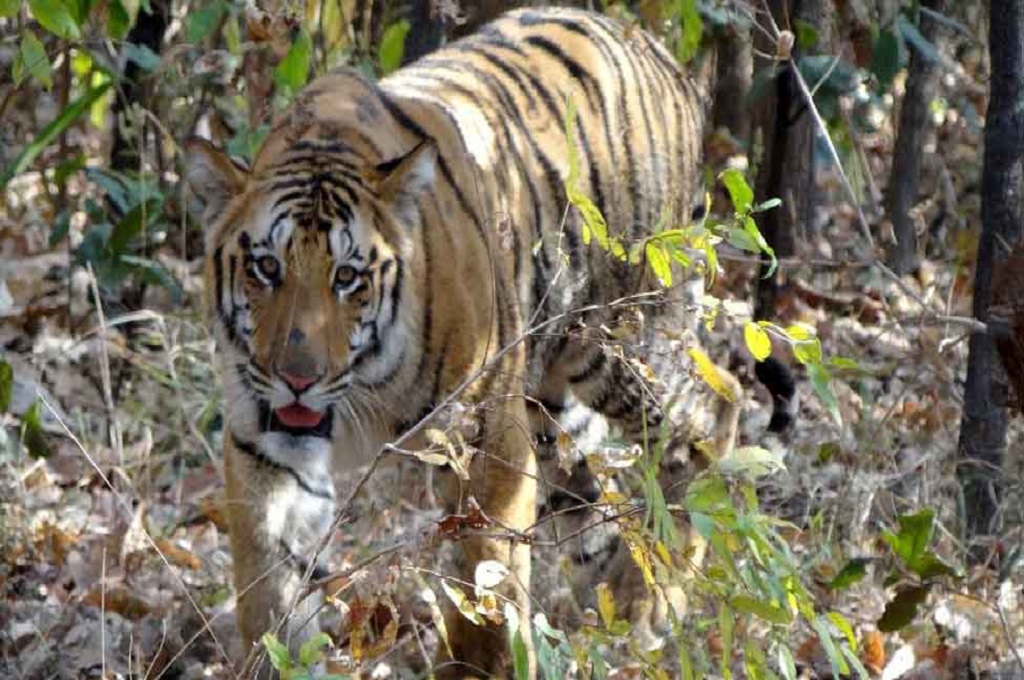 India Buru Harimau Pembunuh 13 Orang