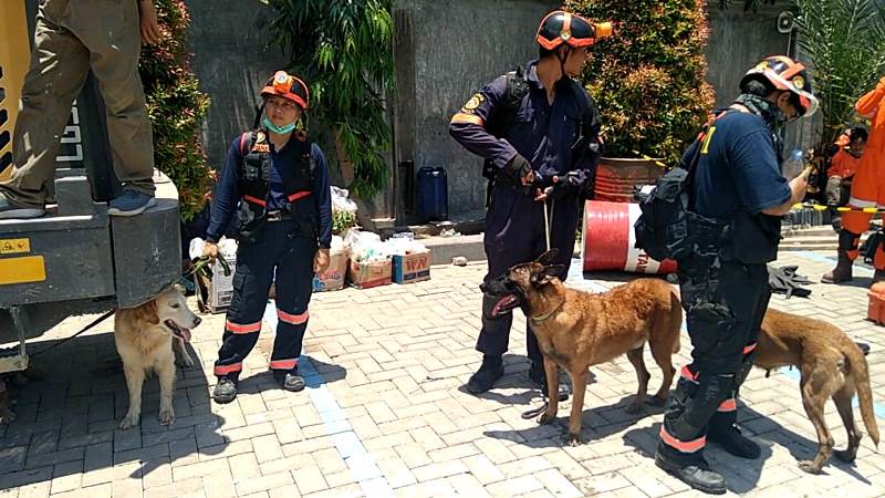 Empat Anjing Andalan Pencari Korban