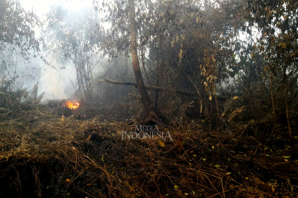 Hampir 500 Hektare Hutan dan Lahan di Riau Terbakar