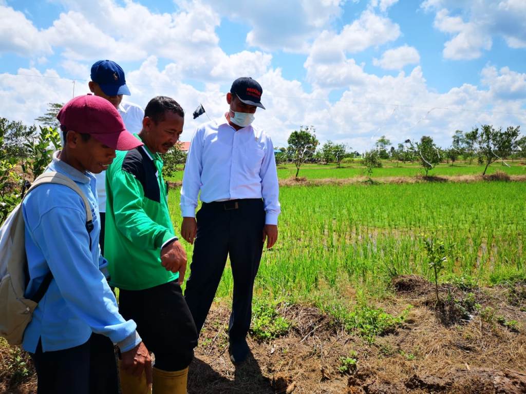 Sistem Irigasi Kunci Mengelola Sawah Lahan Rawa