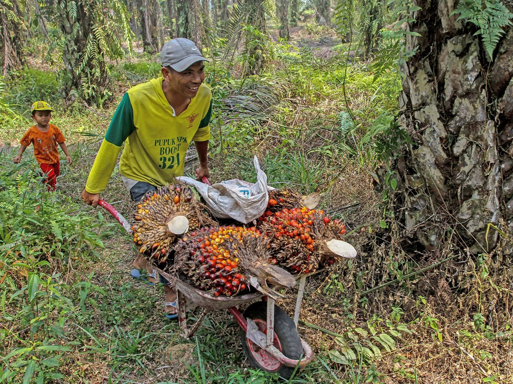 Pungutan Ekspor CPO Dinilai Menyengsarakan Petani Sawit