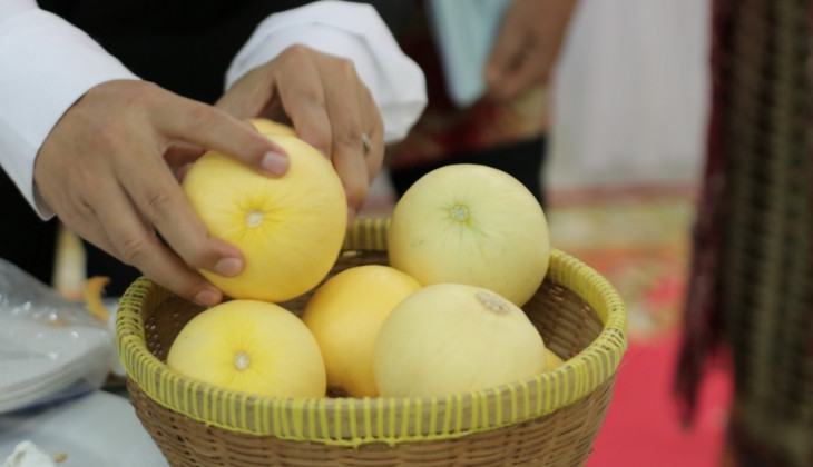 UGM Luncurkan Melon Seukuran Apel