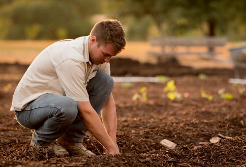 10 Tips Menanam Pohon dengan Benar