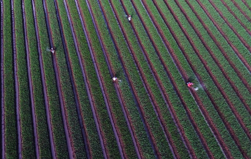 Luas Lahan Baku Sawah 2019 Capai 7,4 Juta Ha Luas Lahan Baku Sawah 2019 Capai 7,4 Juta Ha