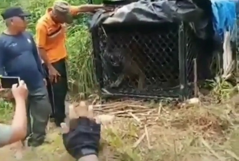 Harimau Sumatra Masuk Perangkap di Aceh Harimau Sumatra Masuk Perangkap di Aceh