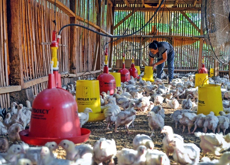 Peternak Ayam di Sumsel Rugi Ratusan Miliar Imbas Covid-19 Peternak Ayam di Sumsel Rugi Ratusan Miliar Imbas Covid-19