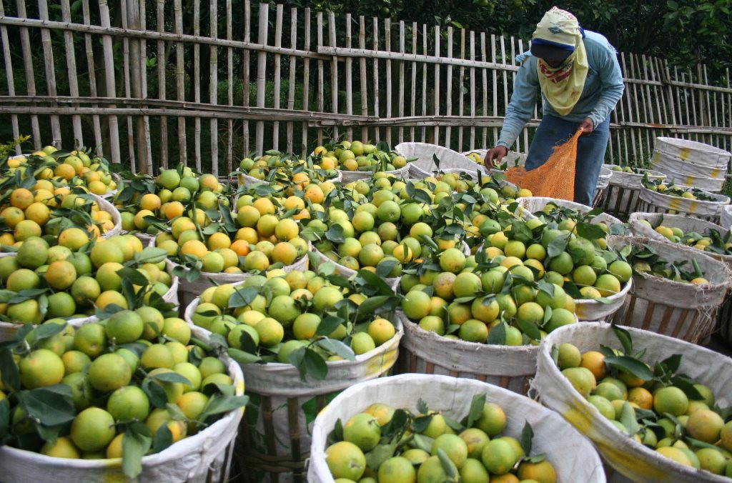 Petani Jeruk di Malang Banjir Permintaan di Tengah Pandemi Korona