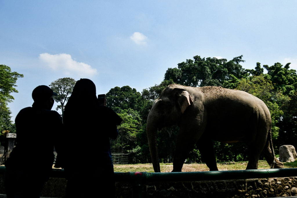 Jumlah Pengunjung Ragunan Ditambah Jadi 2.000 Orang