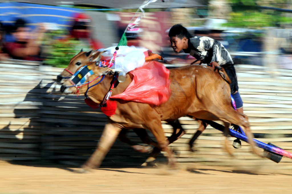Puluhan Peserta Ikuti Lomba Karapan Sapi Piala Presiden se-Madura