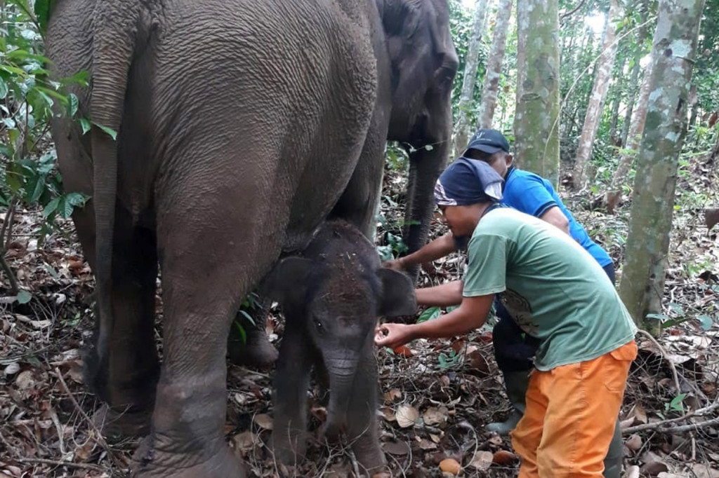 Gajah di Taman Nasional Tesso Nilo Melahirkan Bayi Jantan