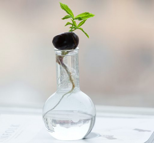 5 Cara Menanam Tanaman di Air dengan Mudah