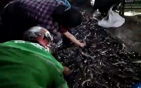 Truk Muatan Lele Terbalik, Warga Panen Ikan Mendadak Truk Muatan Lele Terbalik, Warga Panen Ikan Mendadak