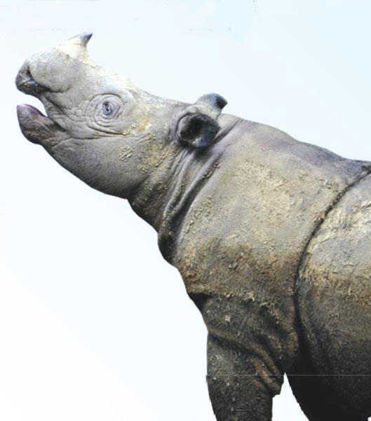 Badak Tertua Mati di Penangkaran Tanzania