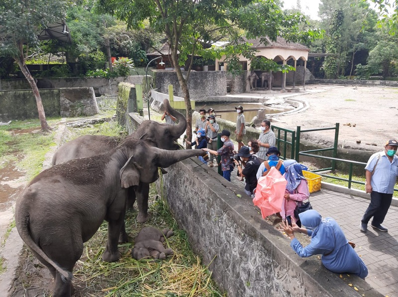 Kebun Binatang Gembira Loka Ditutup Hingga 7 Mei Kebun Binatang Gembira Loka Ditutup Hingga 7 Mei