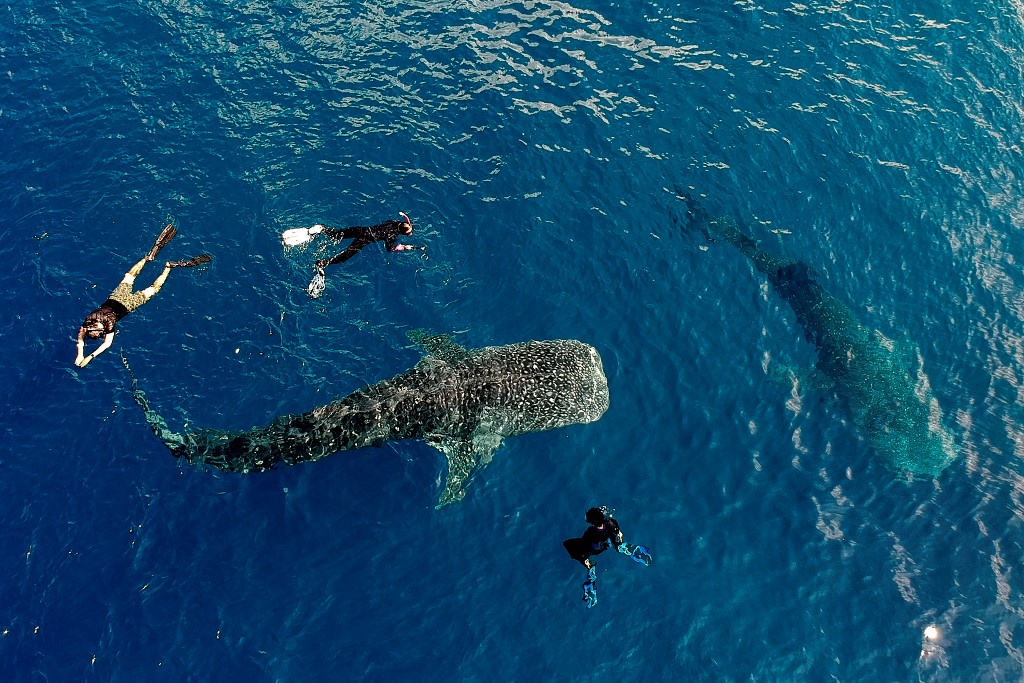 KLHK Mulai Tata Kawasan Wisata Teluk Kupang