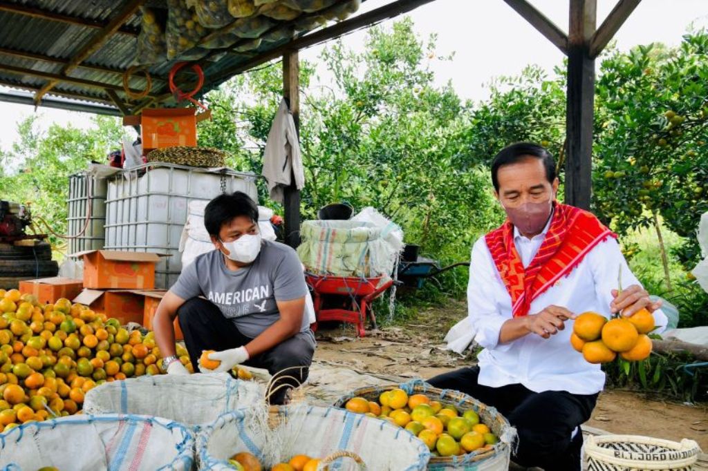 Jokowi Minta Ada Pendampingan Produksi Jeruk di Kabupaten Karo