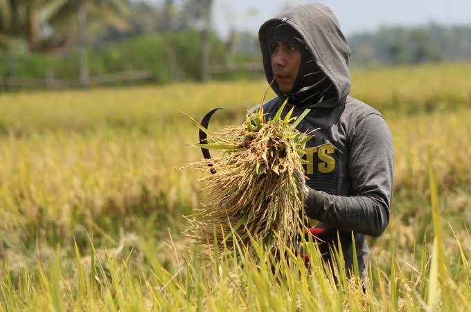 Produksi Padi Turun Jadi 54,42 Juta Ton