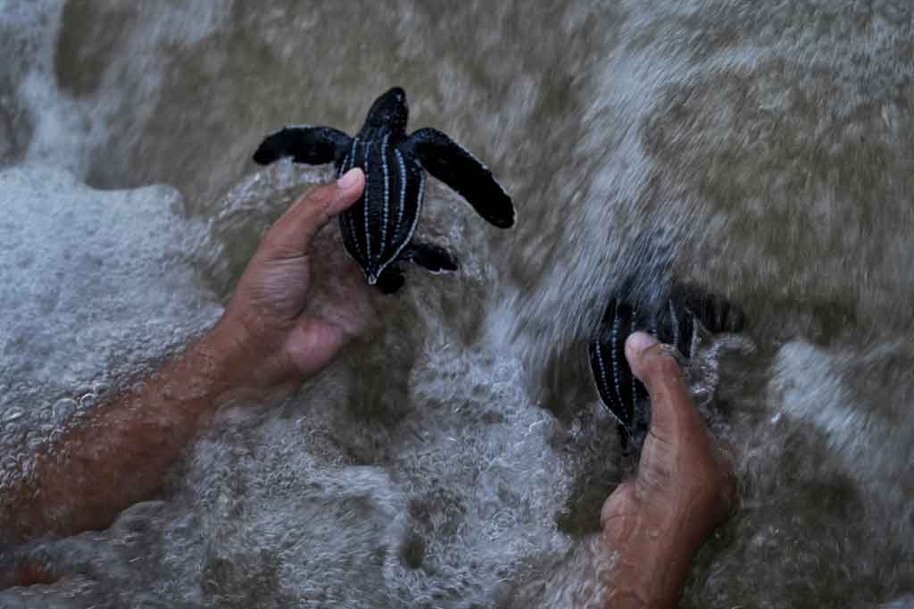 Foto: 100 Tukik Belimbing Dilepasliarkan ke Laut Aceh