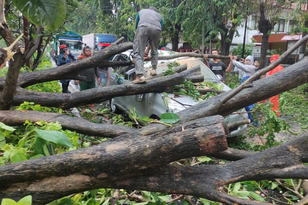 Sejumlah Pohon Tumbang Diterjang Angin Kencang, Dua Mobil Ringsek