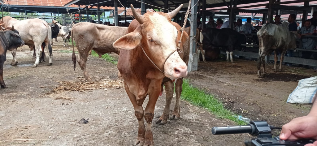 18 Sapi Terindikasi PMK di Aceh Besar Diisolasi