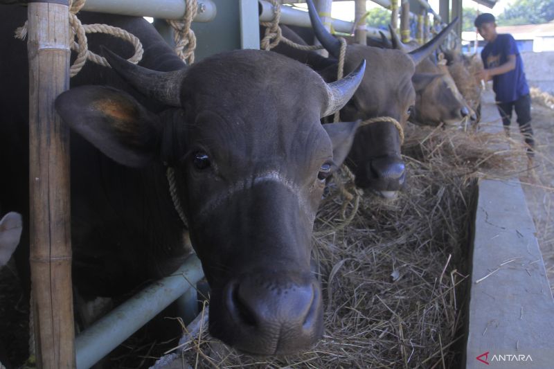 Ratusan Sapi Asal NTT Tujuan Kalimantan Terancam Batal Dikirim